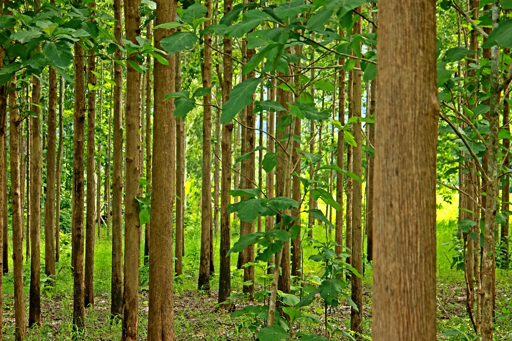 Protecting Our Forests | Green Facts | Kreative Decks