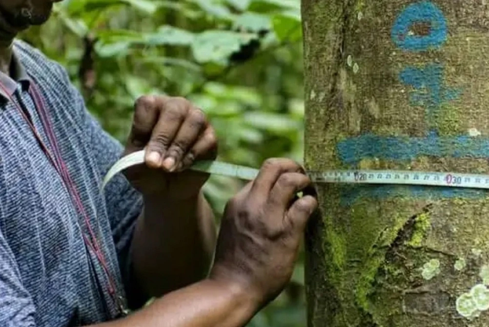 Well-Managed Teak Forests | Kreative Decks